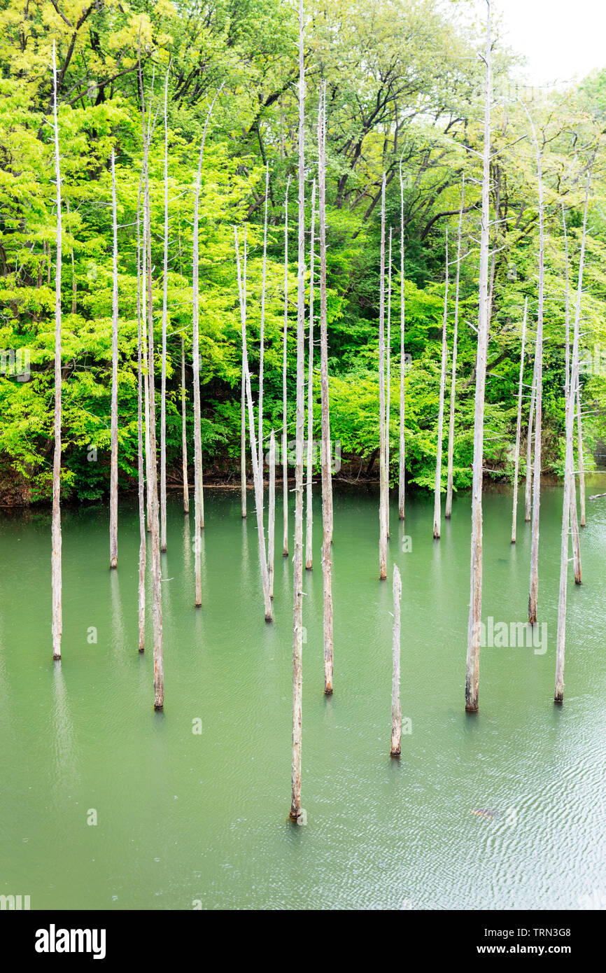 Submerged tree hi-res stock photography and images - Alamy