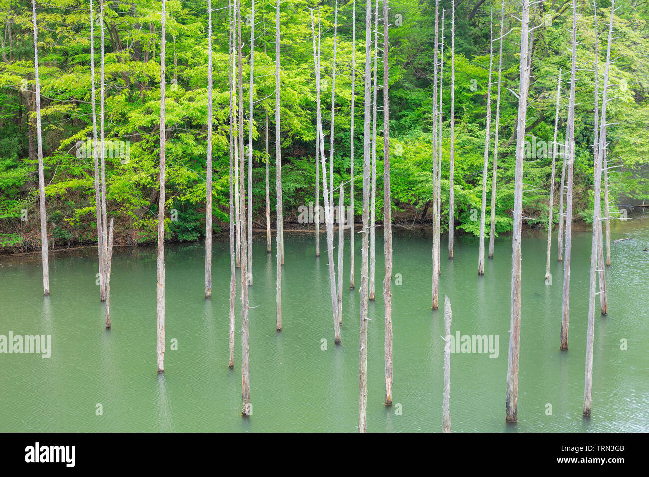 Asia, Japan, Honshu, Tokyo, submerged tree in city park Stock Photo - Alamy