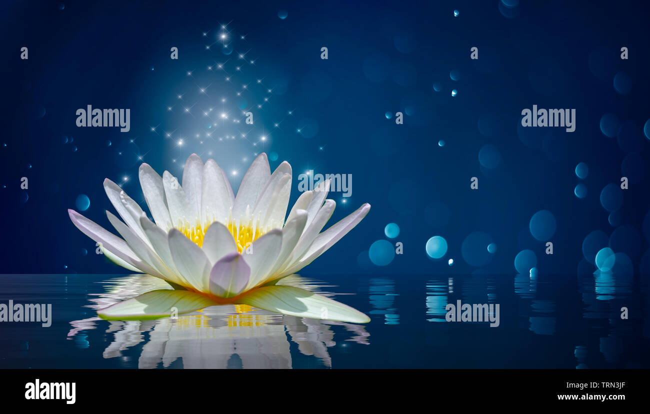 lotus white light purple floating light sparkle background Stock Photo ...