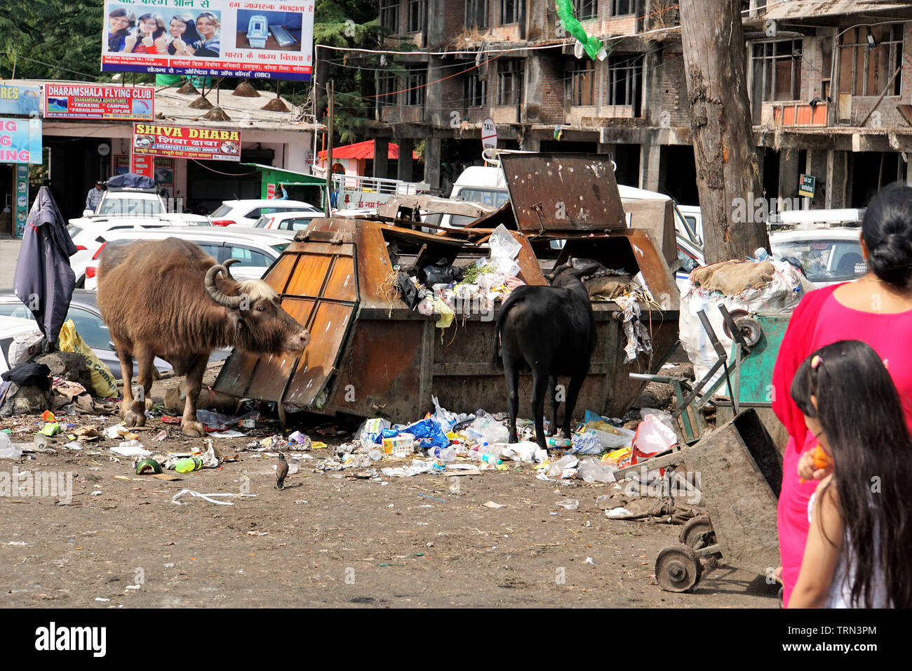 Cattle rummaging through Rubbish Stock Photo - Alamy
