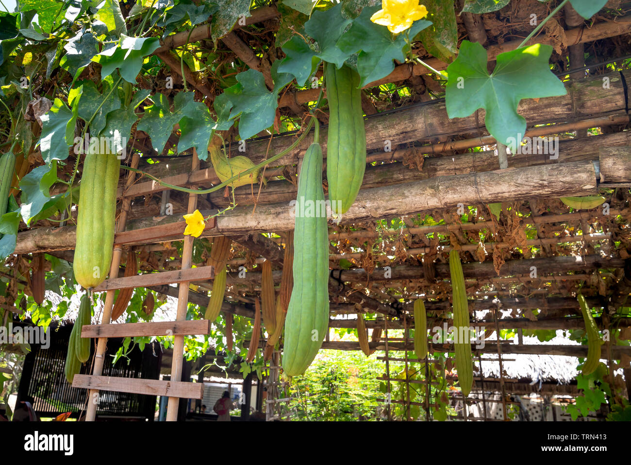 fresh green loofah, vegetable sponge, gourd towel. The growing ...