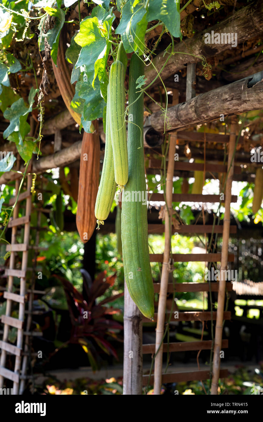 fresh green loofah, vegetable sponge, gourd towel. The growing ...