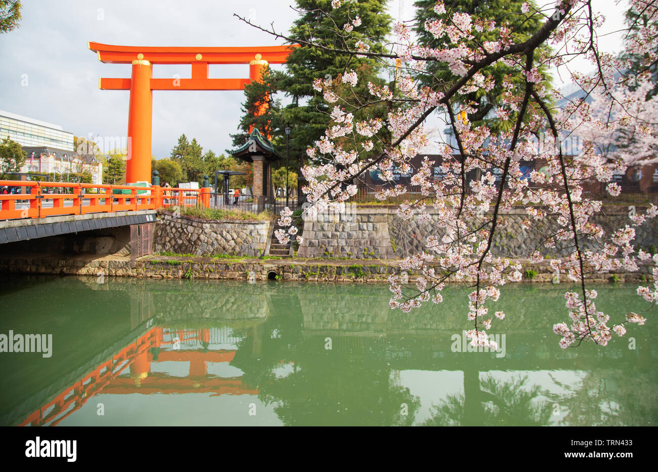 Asia, Japan, Kyoto, spring cherry blossom and a torii gate Stock Photo ...