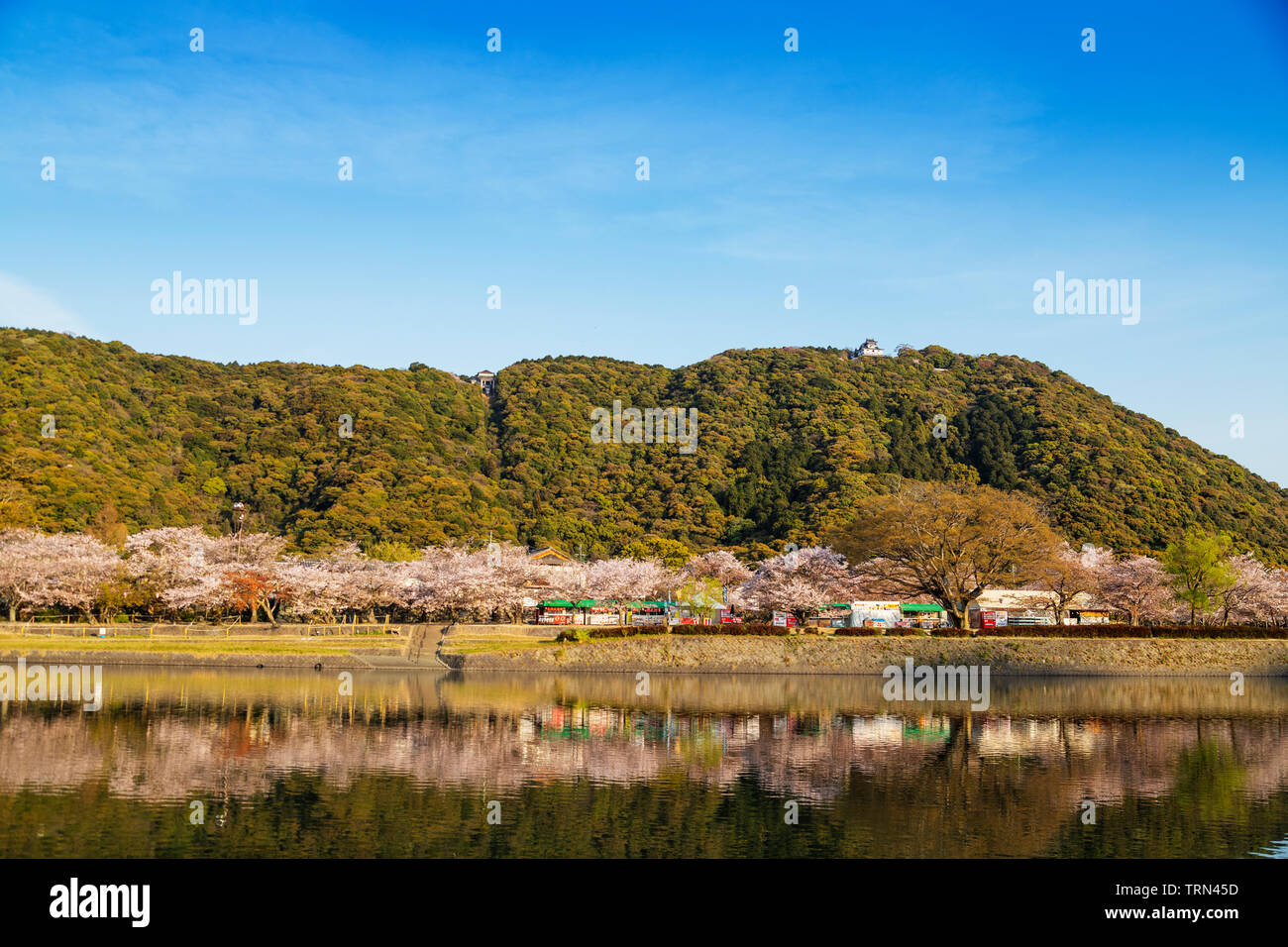 Asia, Japan, Honshu, Yamaguchi prefecture, Iwakuni, cherry blossom at ...