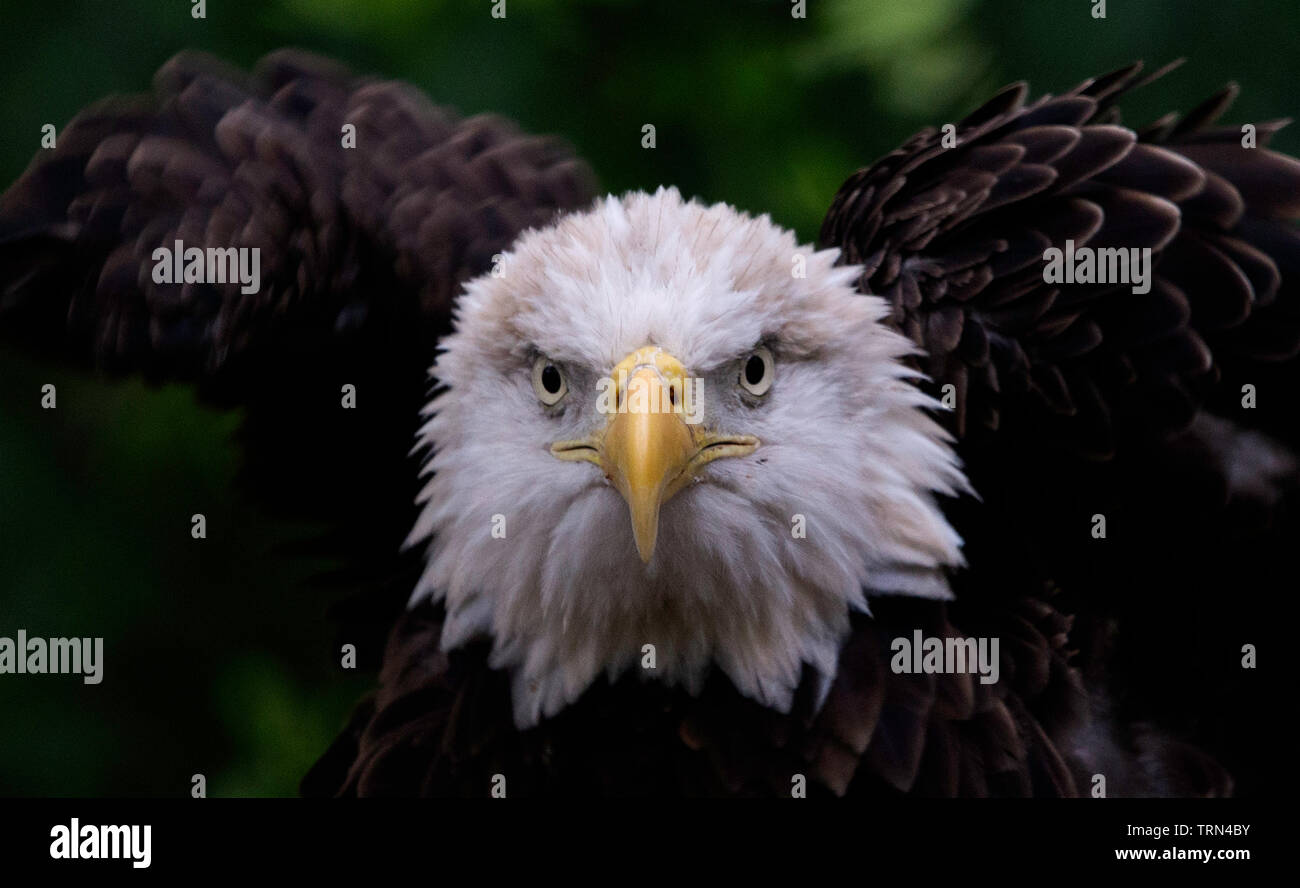 American Bald Eagle (Raptor,Haliaeetus leucocephalus) taking off ...