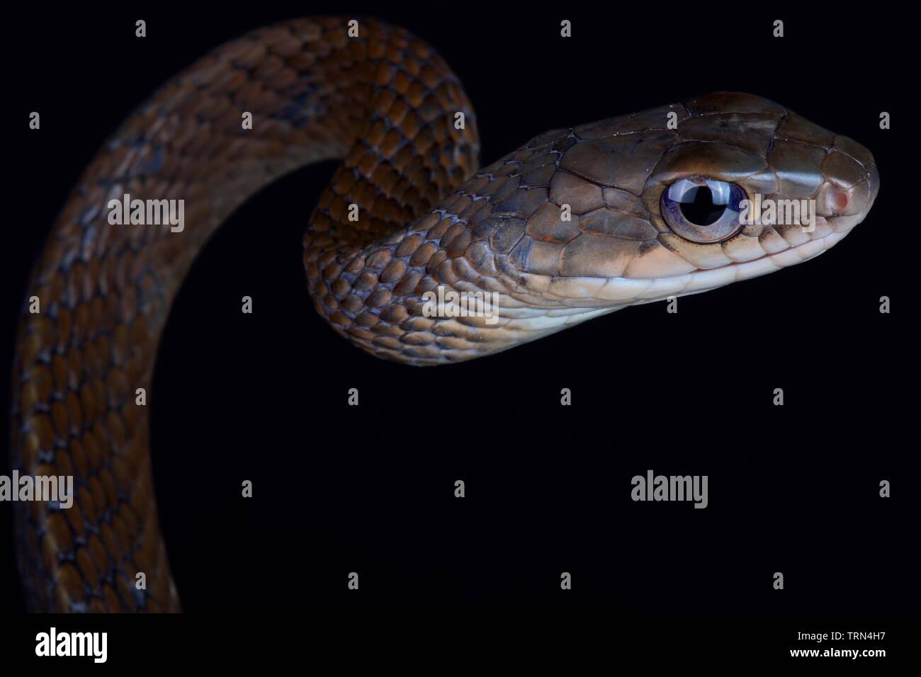 White bellied rat snake (Ptyas fusca Stock Photo - Alamy