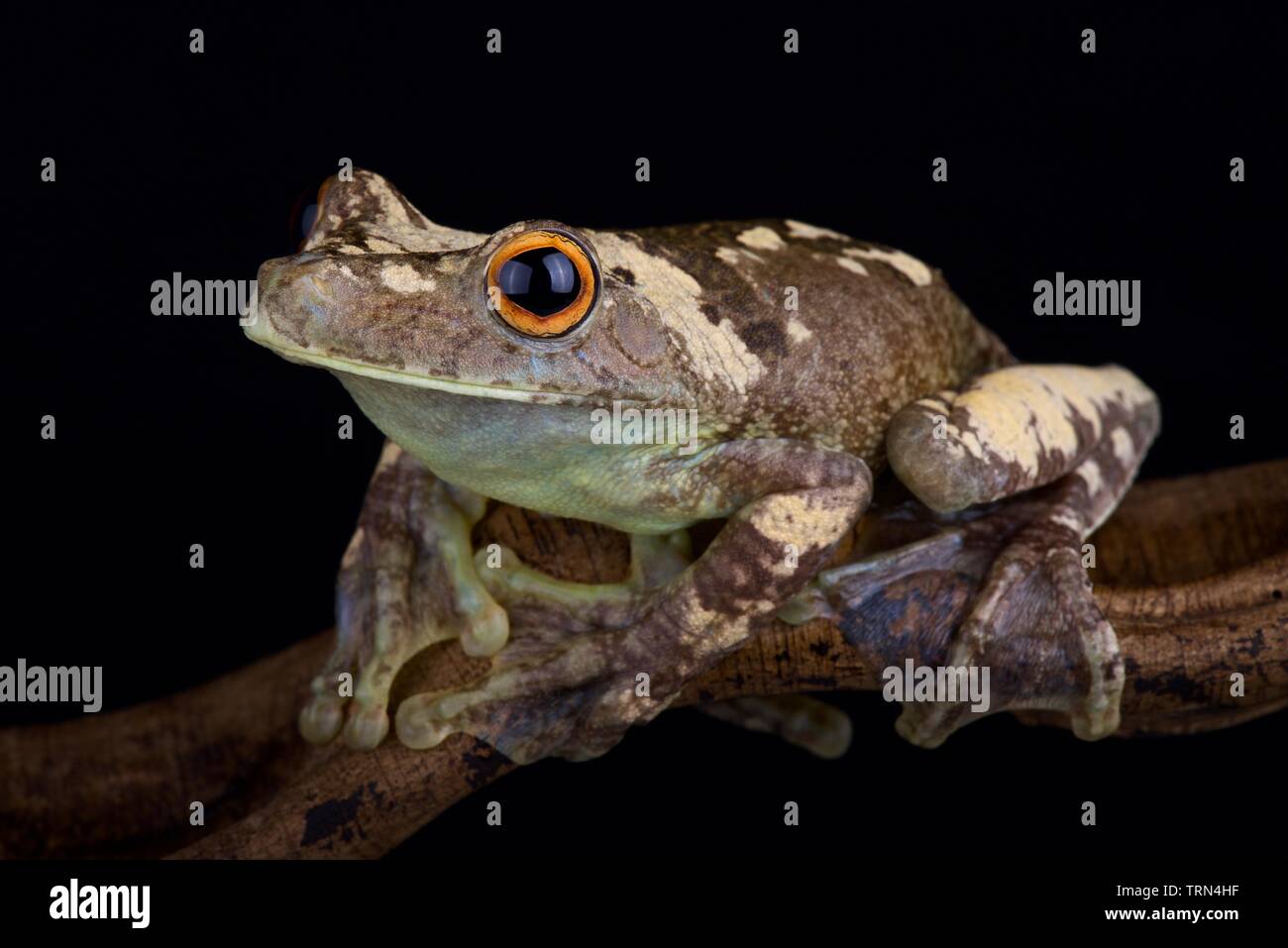 Gladiator treefrog hypsiboas boans hi-res stock photography and images ...