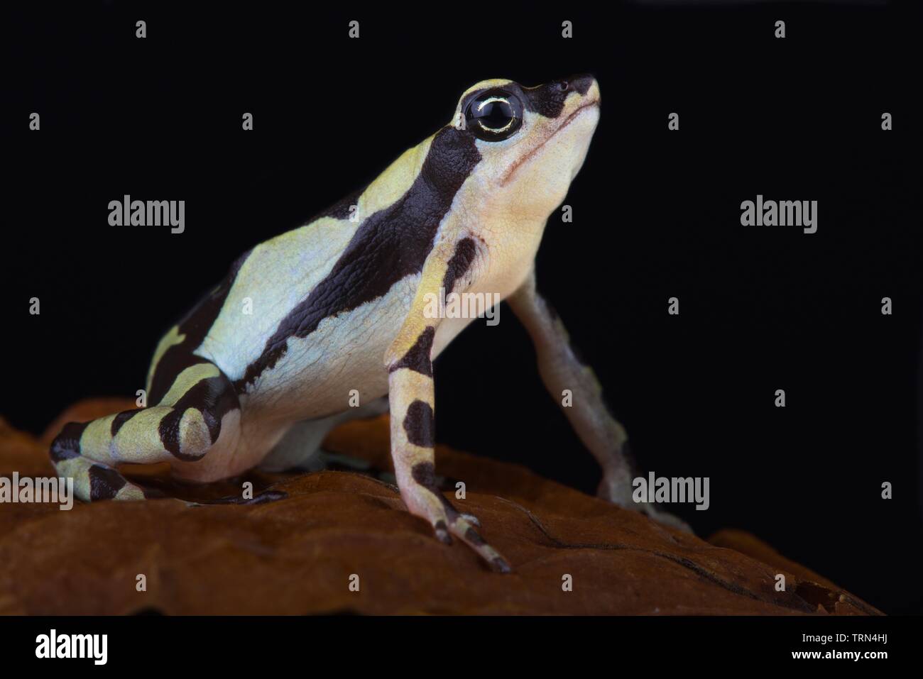 Atelopus frog hi-res stock photography and images - Alamy