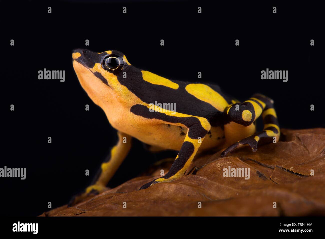 Atelopus frog hi-res stock photography and images - Alamy