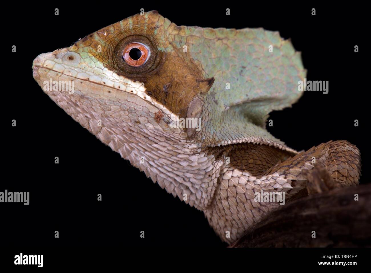 Casque-headed lizard (Corytophanes hernandezii Stock Photo - Alamy