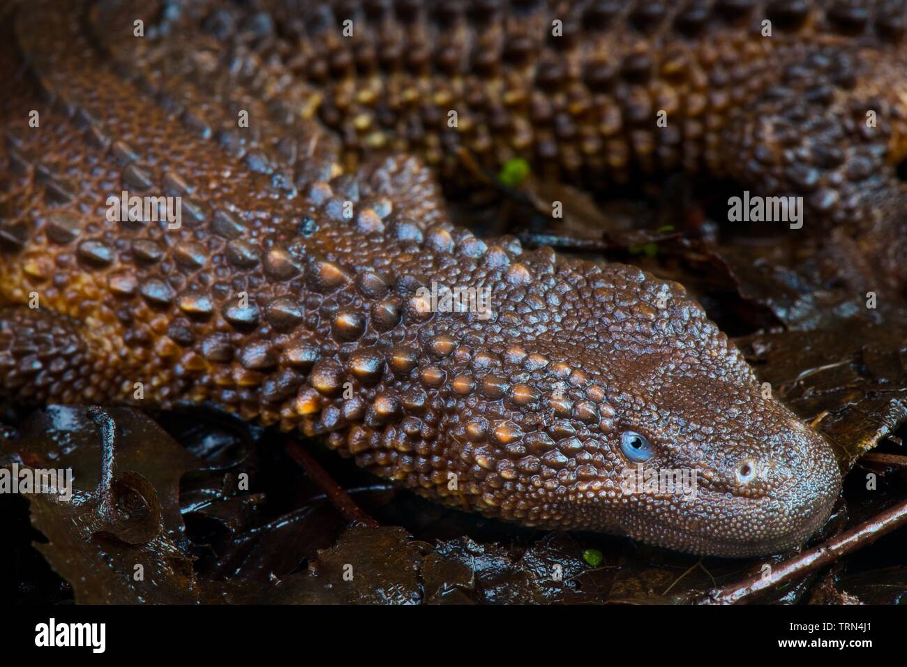 Borneo earless monitor (Lanthanotus borneensis Stock Photo - Alamy