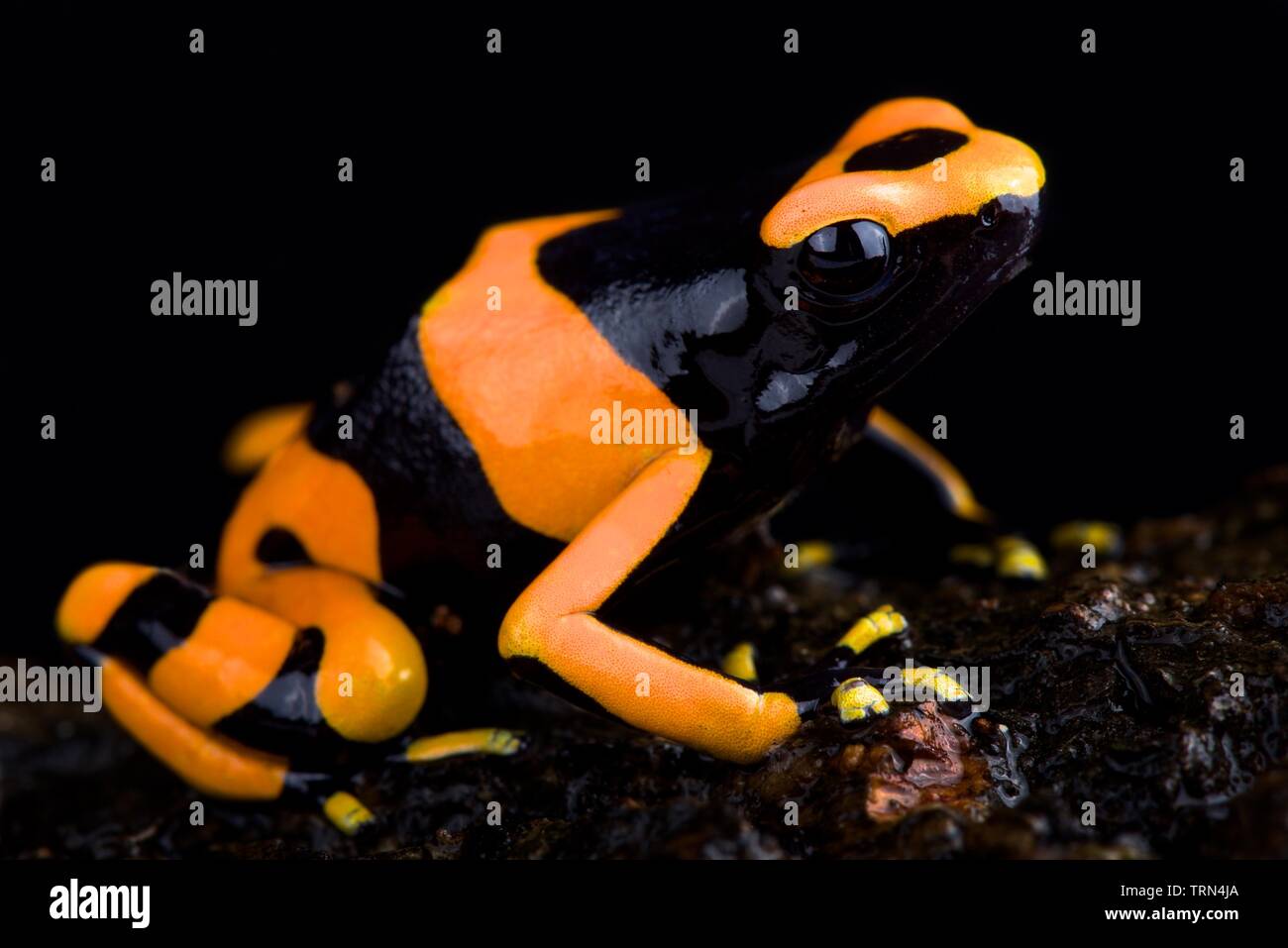 Bumble bee poison frog (Dendrobates Leucomelas) Guyana Banded Stock ...