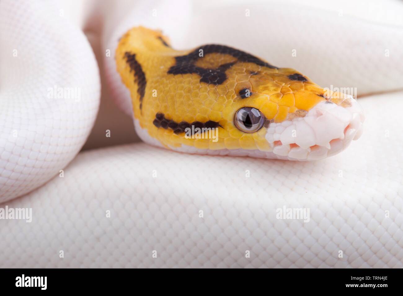 Ball python (Python regius) piebald Stock Photo - Alamy