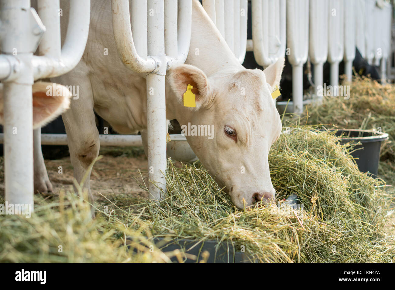 White cow in a stable eating organic hay at dairy farm. Agriculture ...