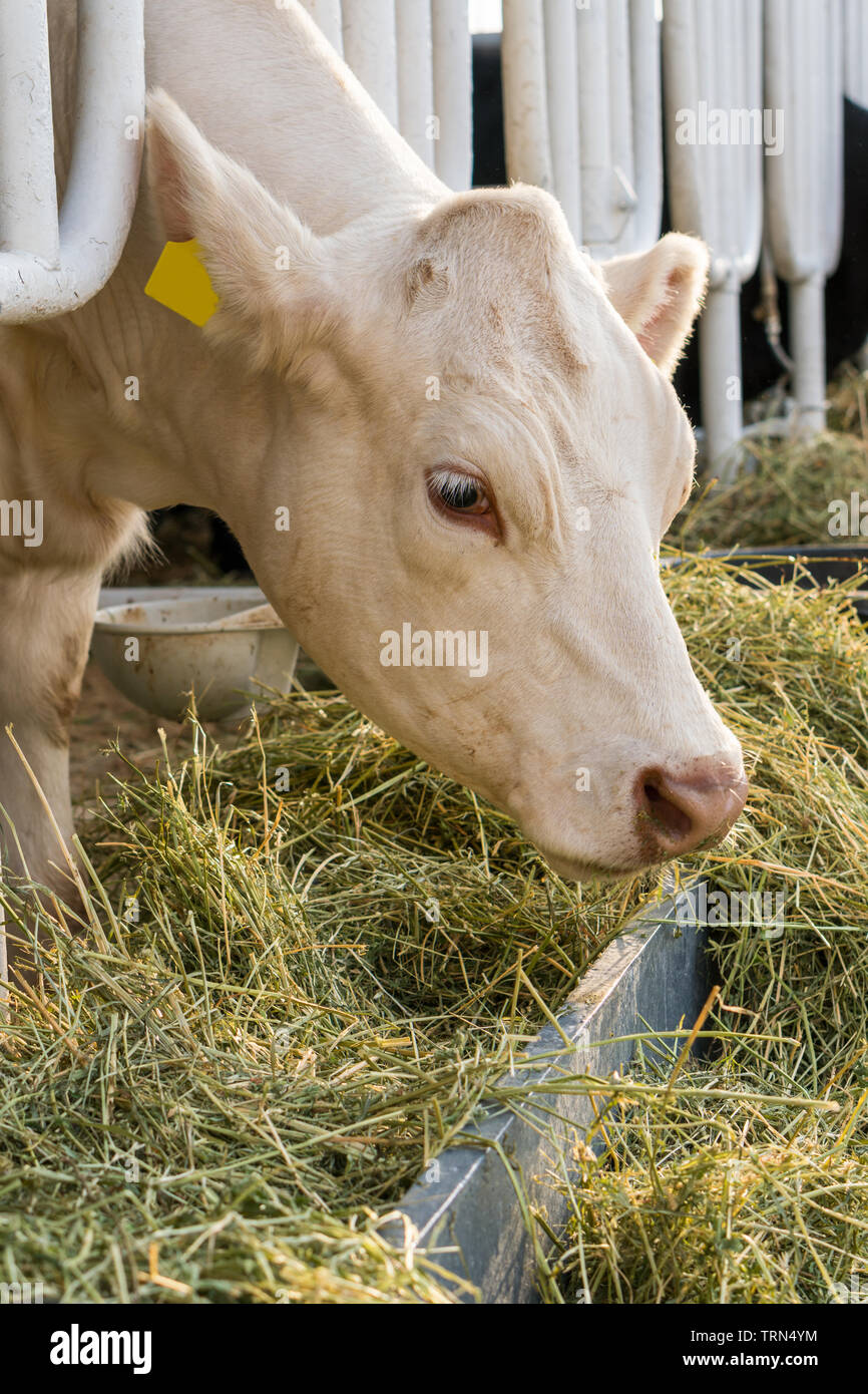 White cow in a stable eating organic hay at dairy farm. Agriculture ...