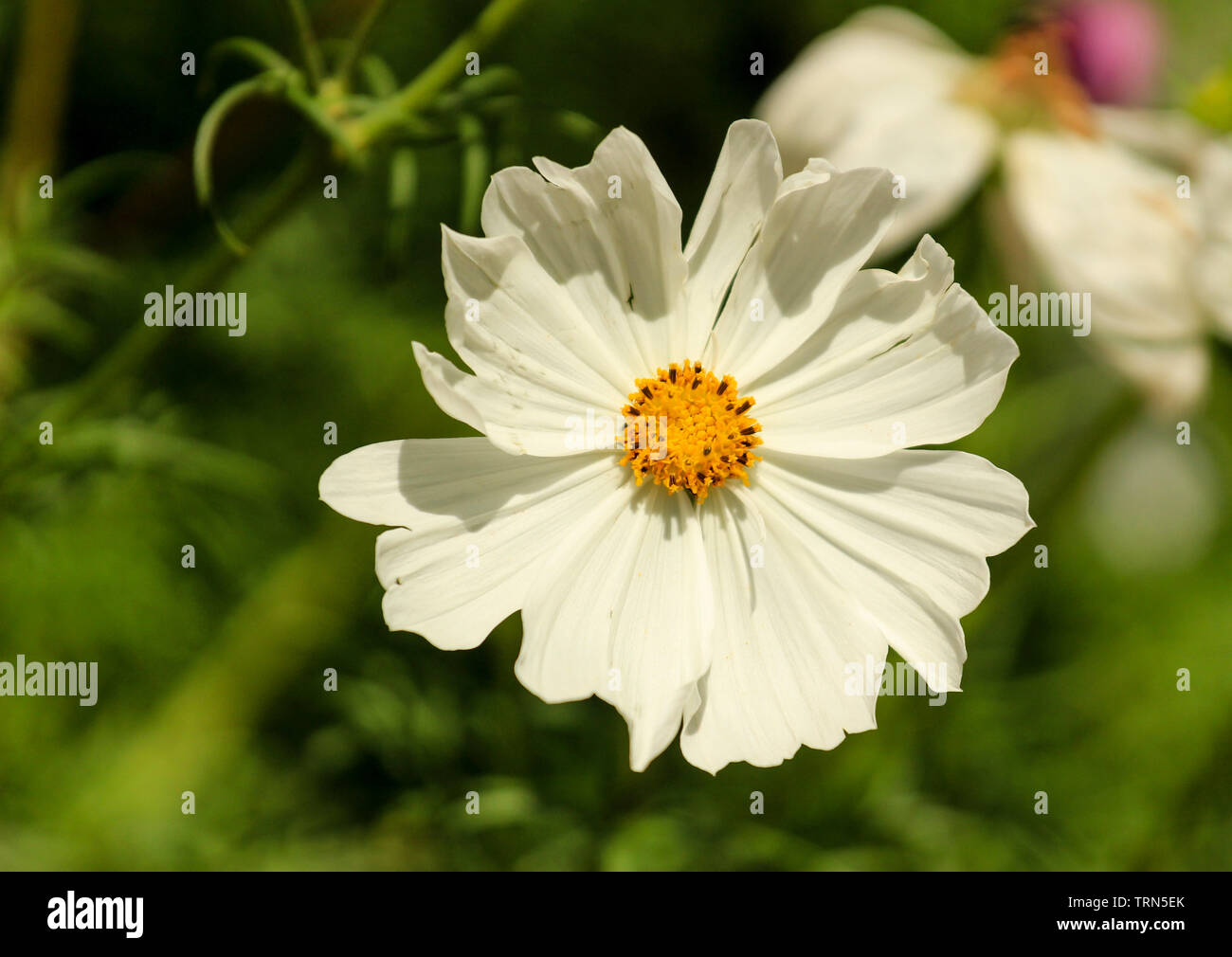 Beautiful cosmos flower garden hi-res stock photography and images - Alamy