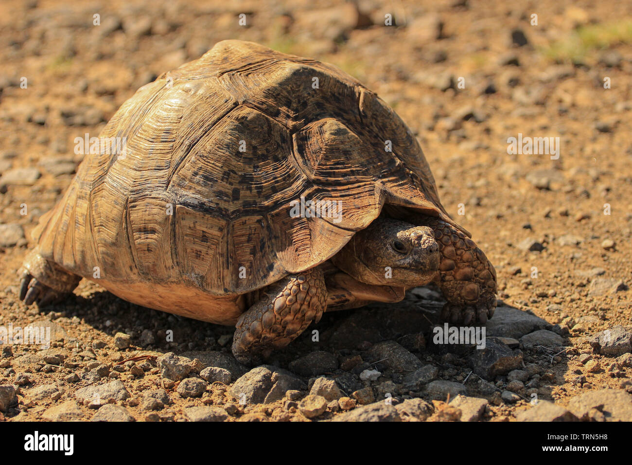 Leopard tortoise called also mountain tortoise in a South African ...