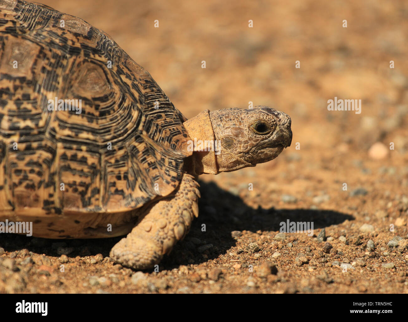 Leopard tortoise called also mountain tortoise in a South African ...
