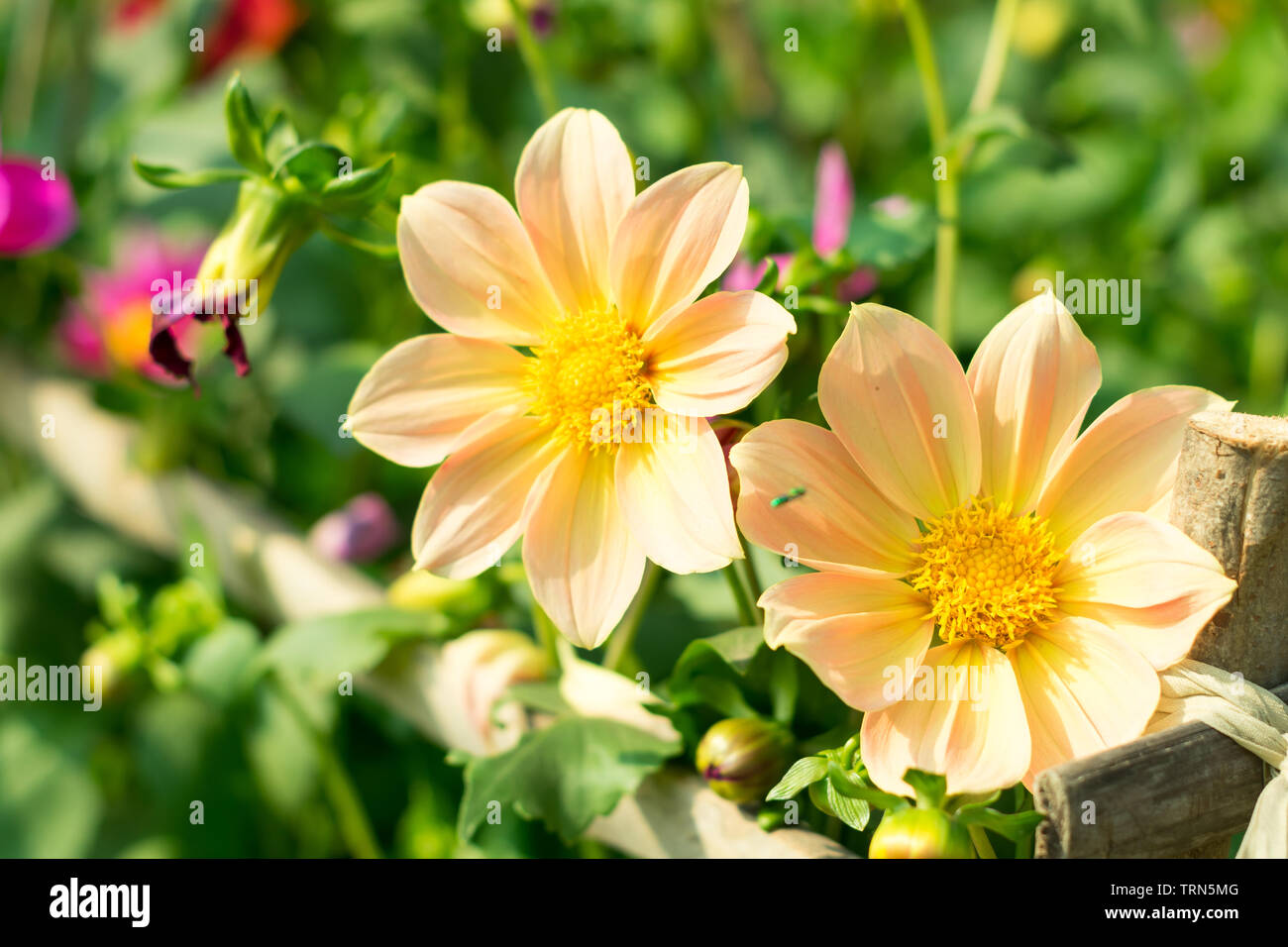 Mexican Aster or Garden Cosmos. Dahlia. Cosmos bipinnatus, is a medium ...