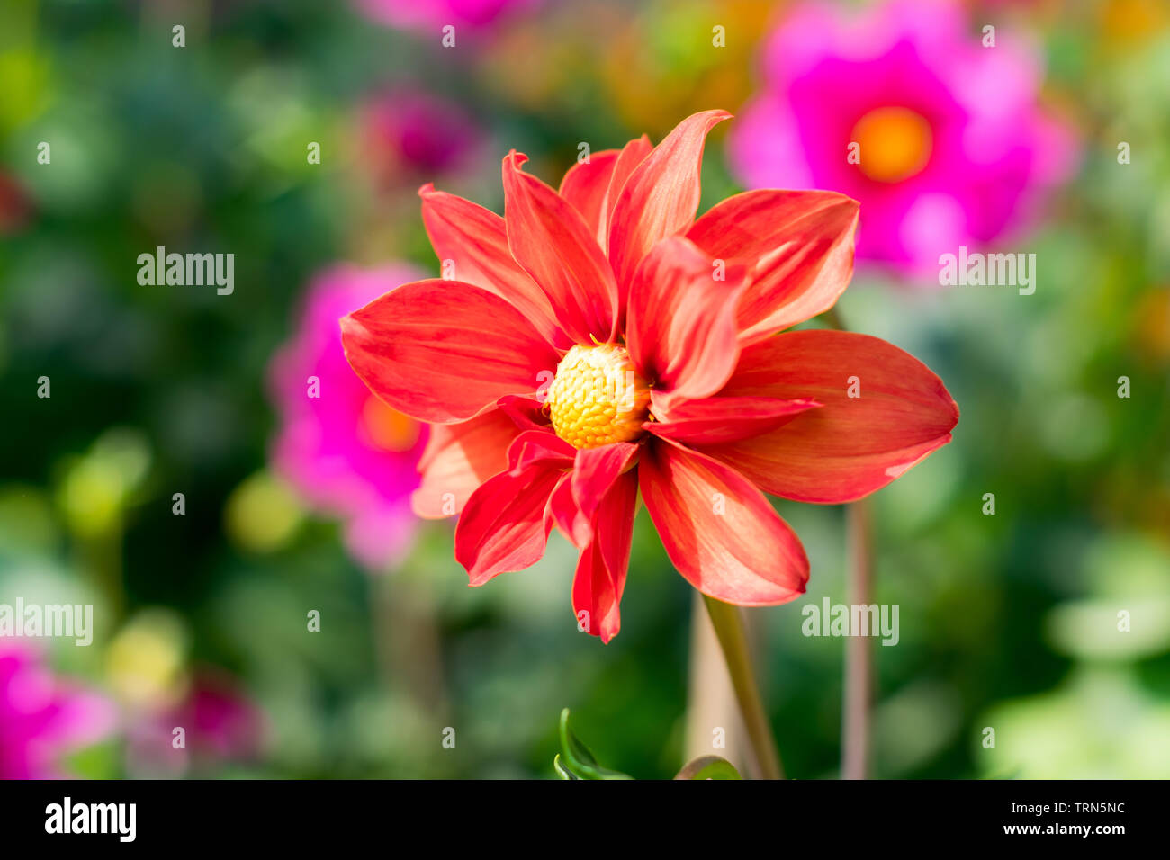 Tulip that looks like a poppy hi-res stock photography and images - Alamy