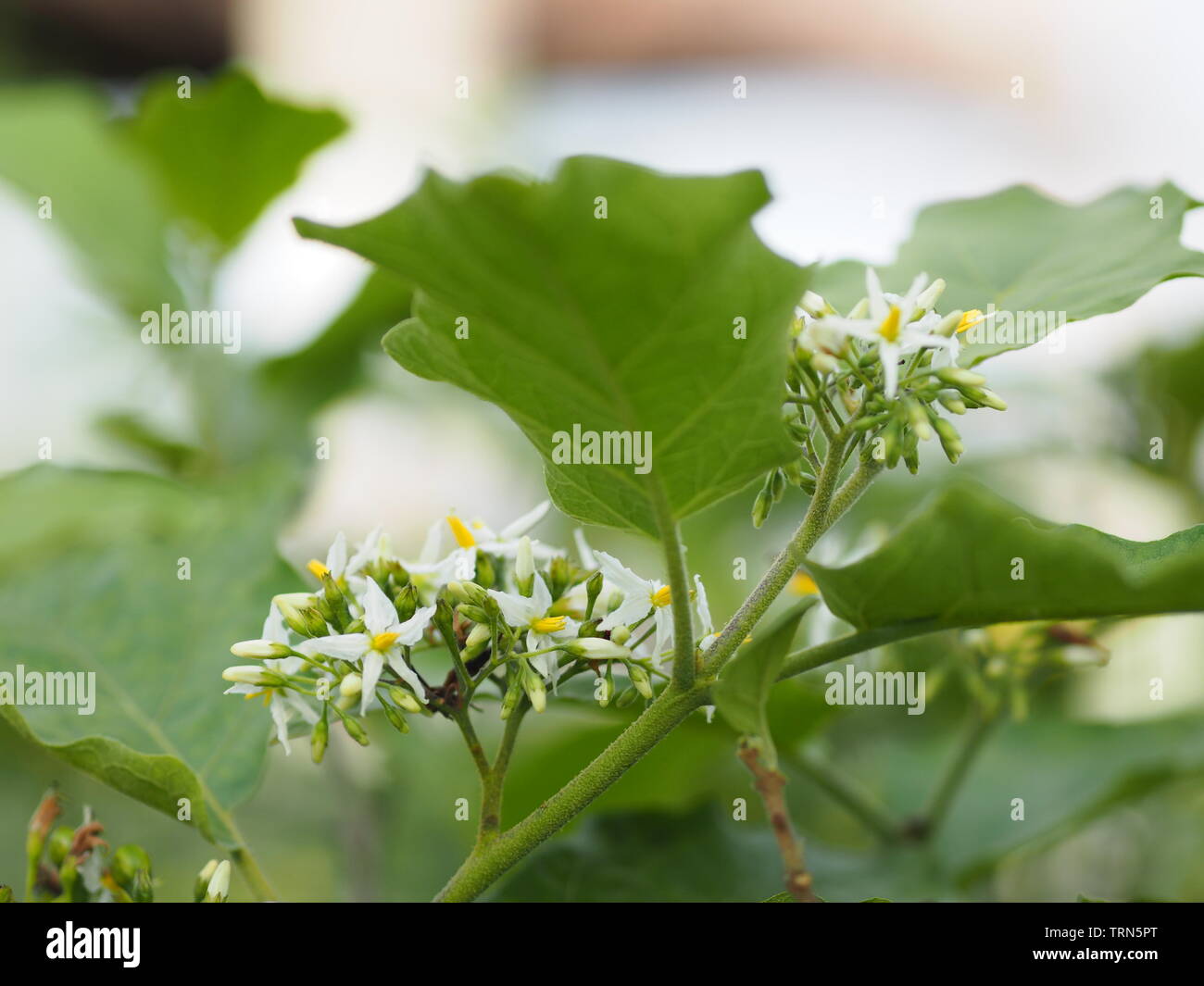Flower Turkey berry, Solanum torvum name vegetable White petals, yellow ...