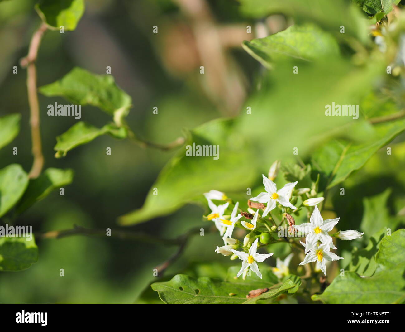 Flower Turkey berry, Solanum torvum name vegetable White petals, yellow ...