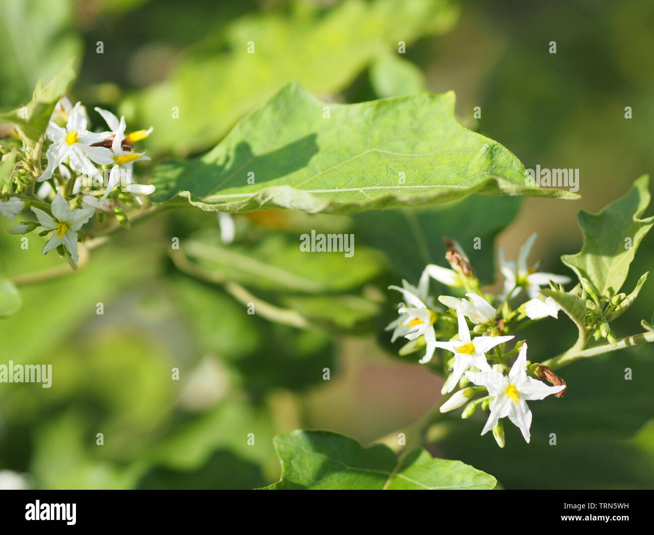 Flower Turkey berry, Solanum torvum name vegetable White petals, yellow ...