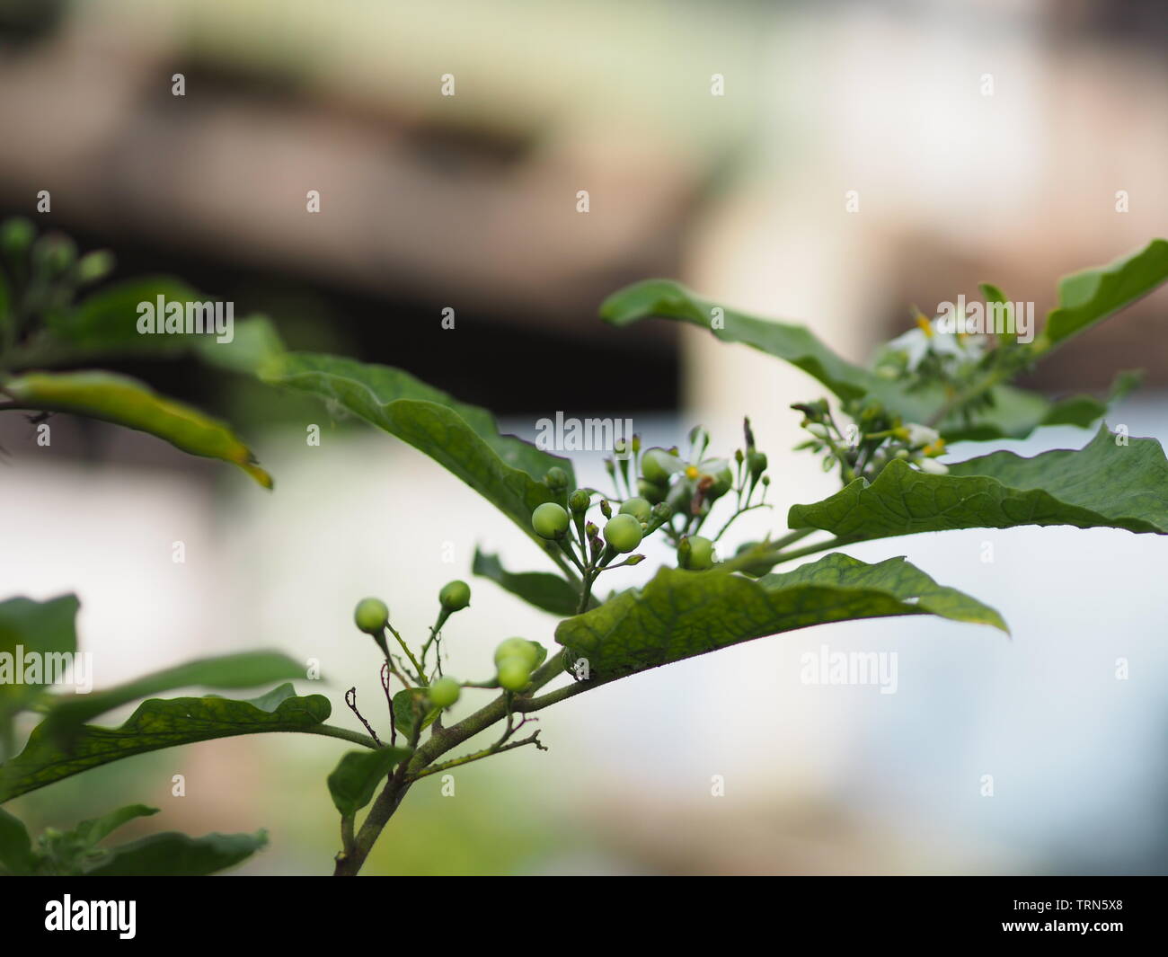 Flower Turkey berry, Solanum torvum name vegetable White petals, yellow ...