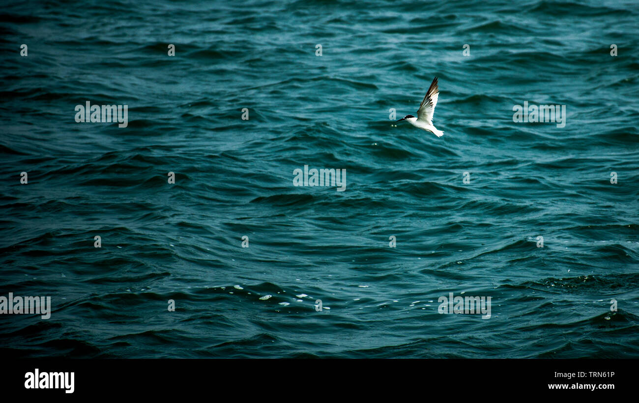 KINGFISHER IS SEARCHING FOR FISH Stock Photo - Alamy
