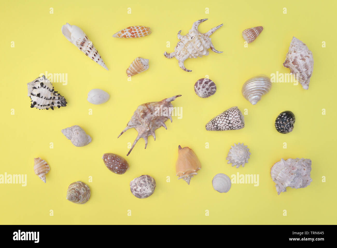 top view on a seashells collection of different shapes and arranged on ...