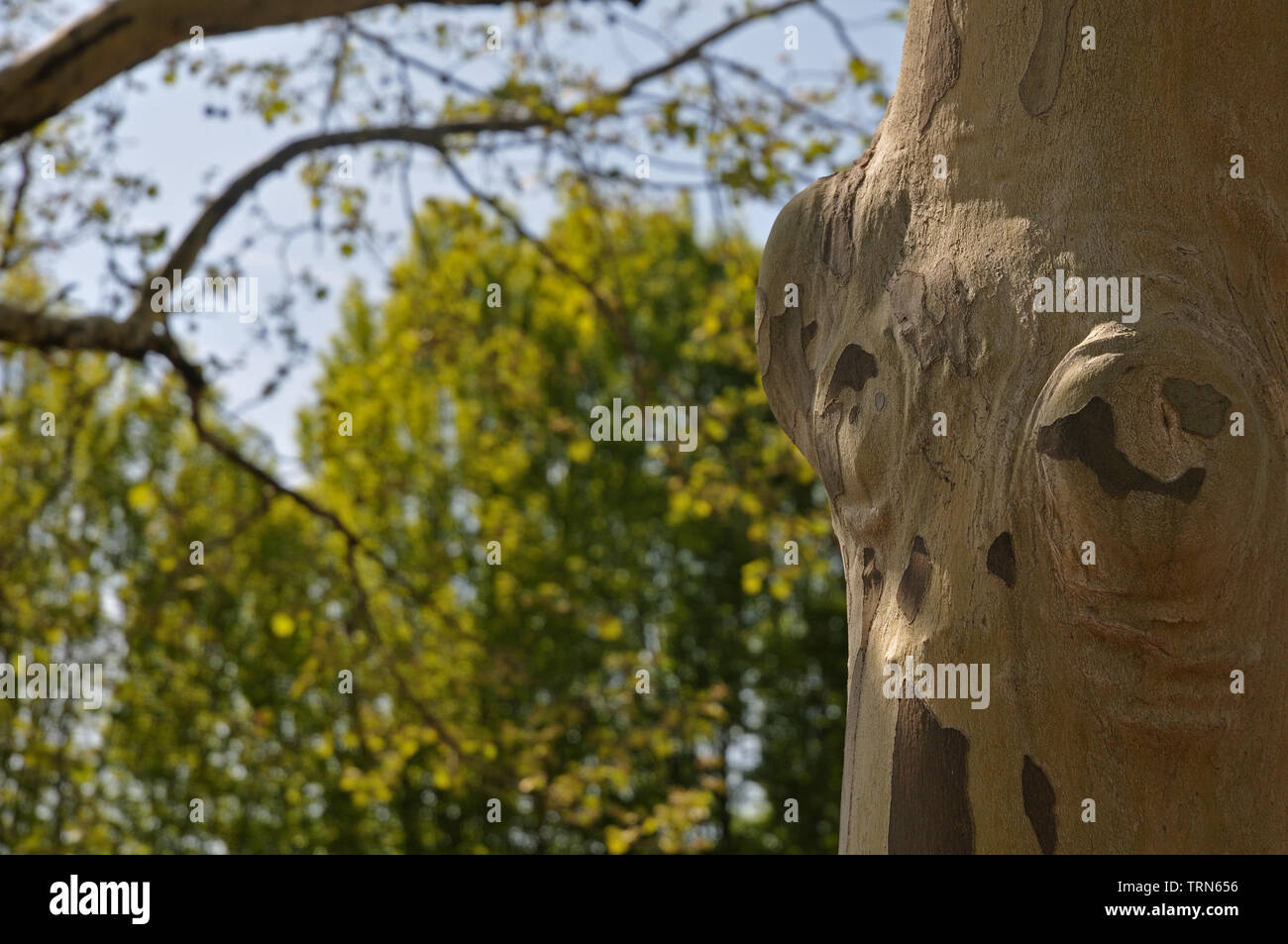 Peeling plane platanus tree bark hi-res stock photography and images ...