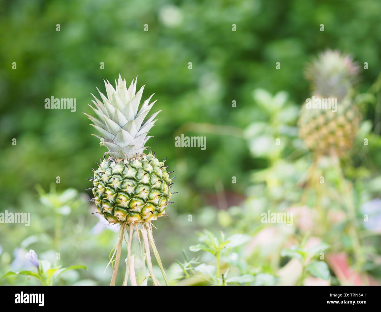 pineapple fruit on blurred of nature background space for write wording ...