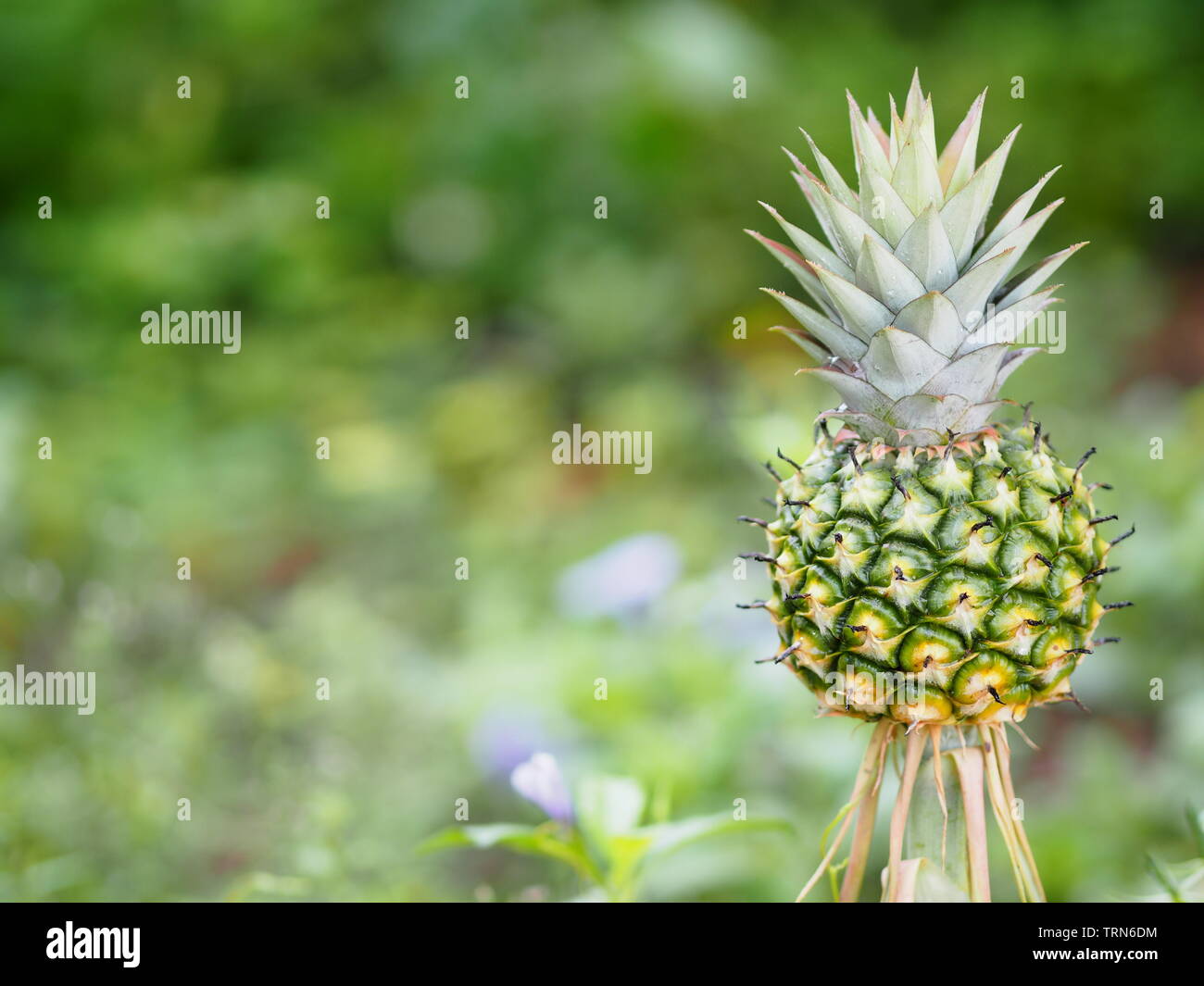 pineapple fruit on blurred of nature background space for write wording ...