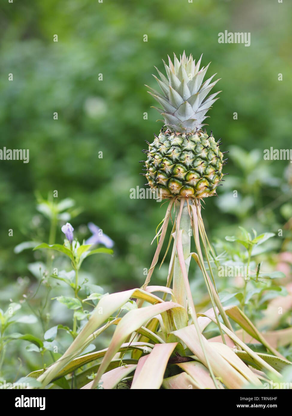 pineapple fruit on blurred of nature background space for write wording ...