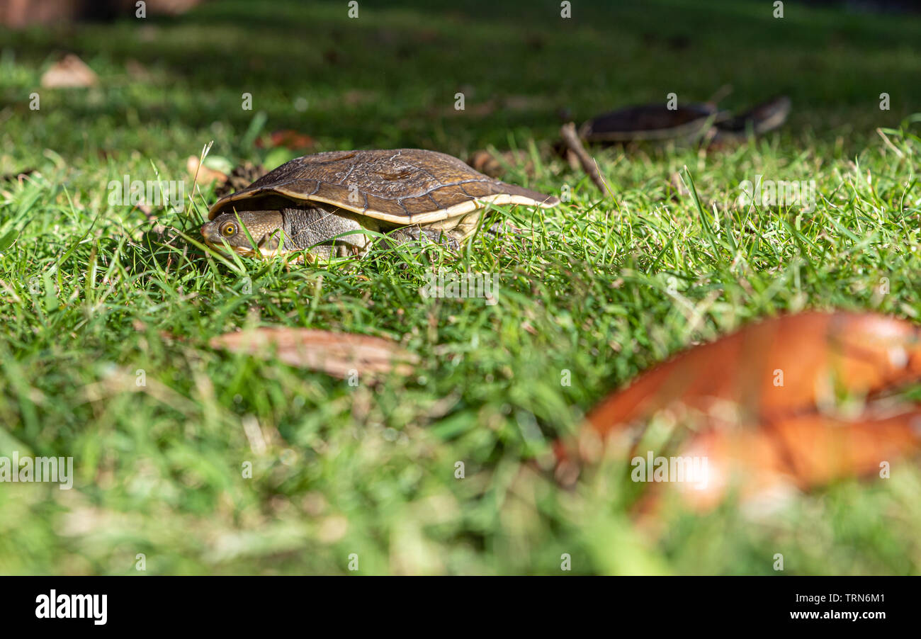 (Emydura macquarii) Australian Murray river turtle basking in the sun ...