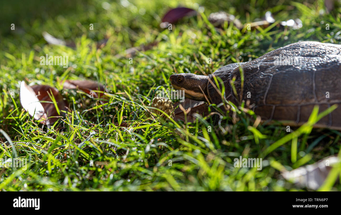 (Emydura macquarii) Australian Murray river turtle looking for water ...