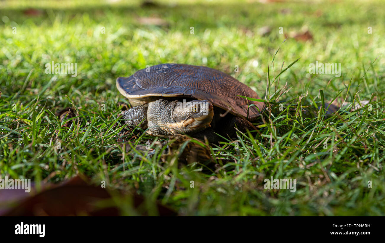 River turtle hi-res stock photography and images - Alamy