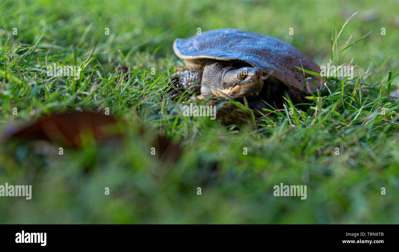 Murray river short necked turtle hi-res stock photography and images ...