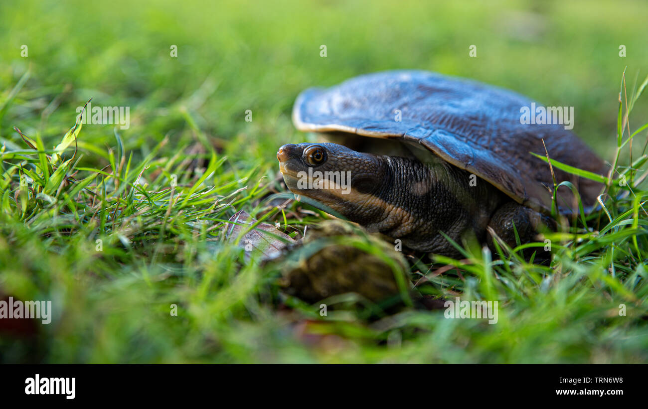 (Emydura macquarii) Australian Murray river turtle out of water and ...