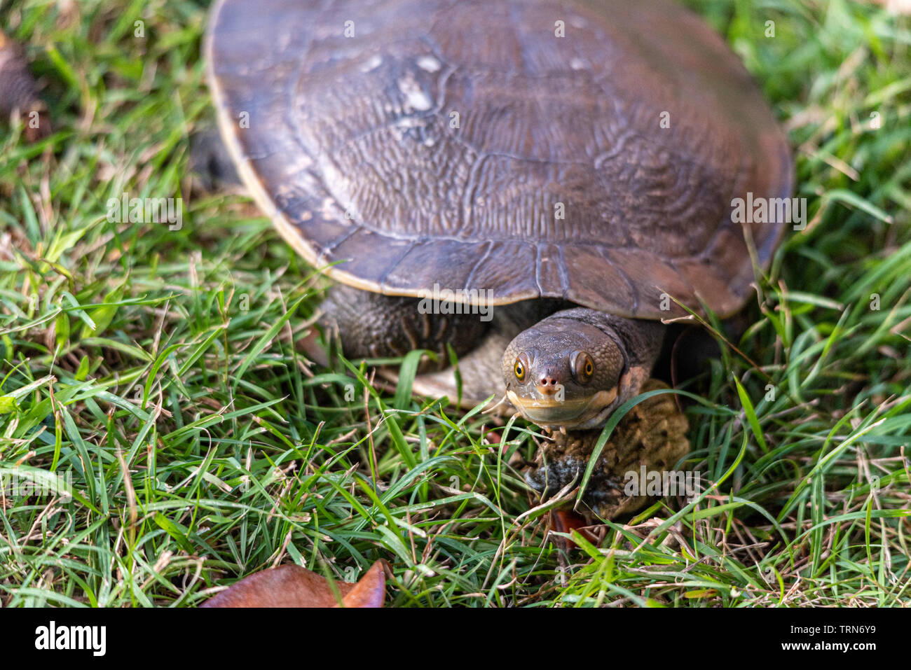 River turtle hi-res stock photography and images - Alamy