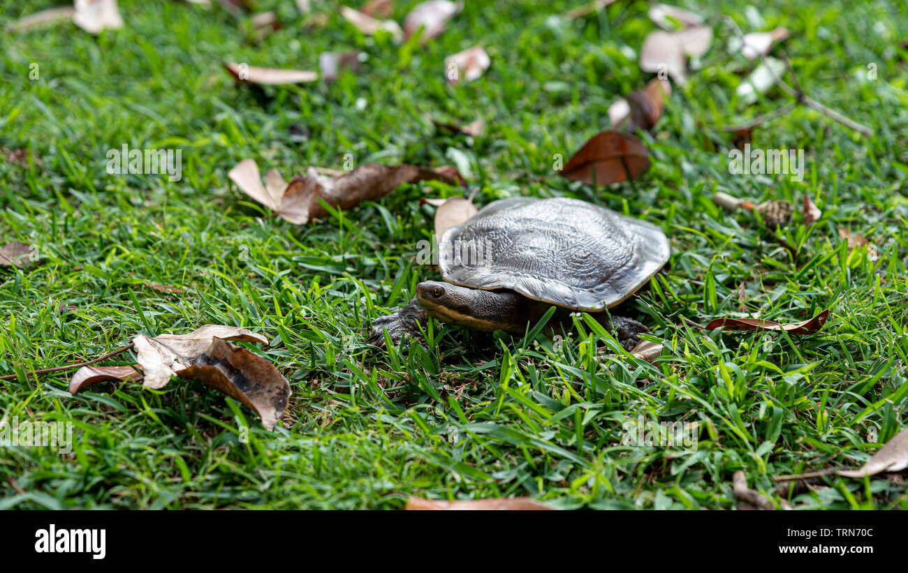 (Emydura macquarii) Australian Murray river turtle walking to water ...