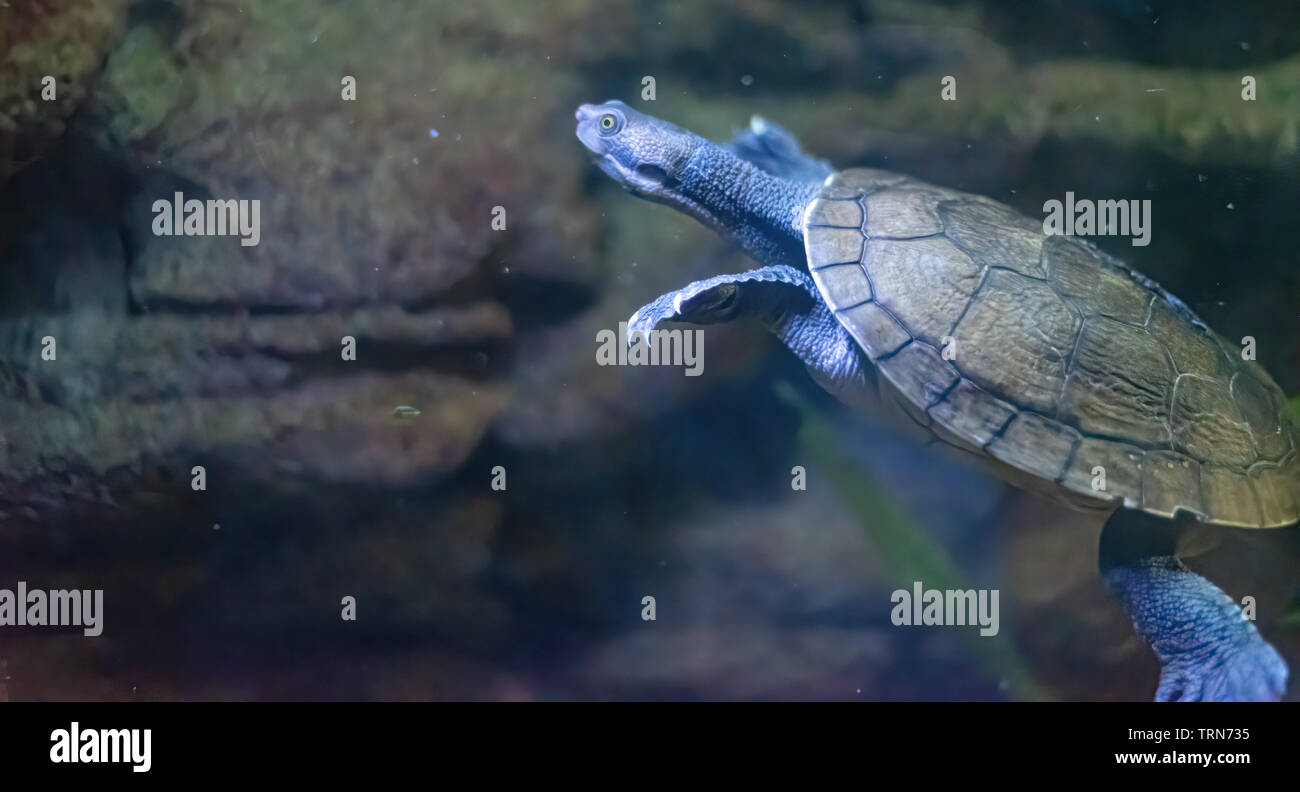 River turtle hi-res stock photography and images - Alamy