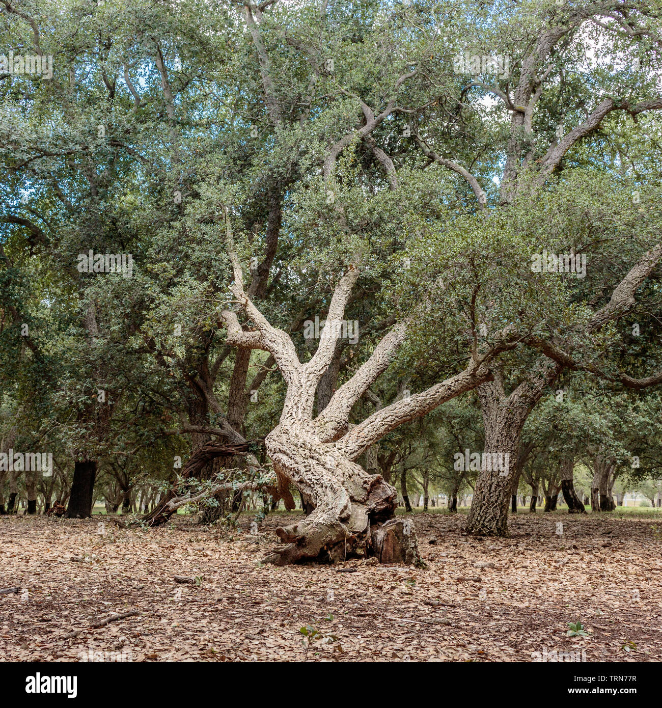 A special looking Cork Oak at Cork Oaks Plantation, Canberra, Australia ...