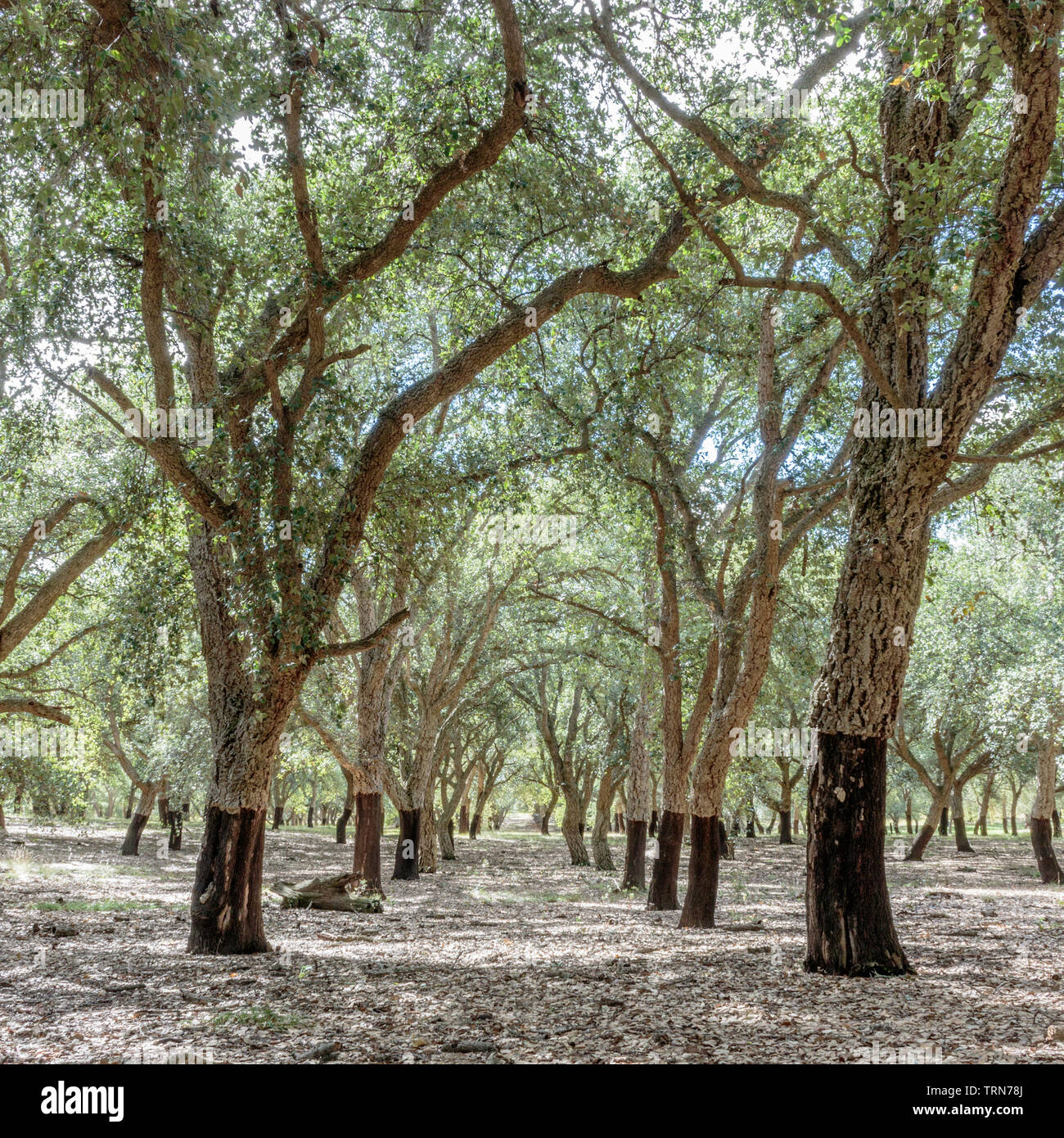 Cork Oaks at Cork Oaks Plantation, Canberra, Australia early on an ...