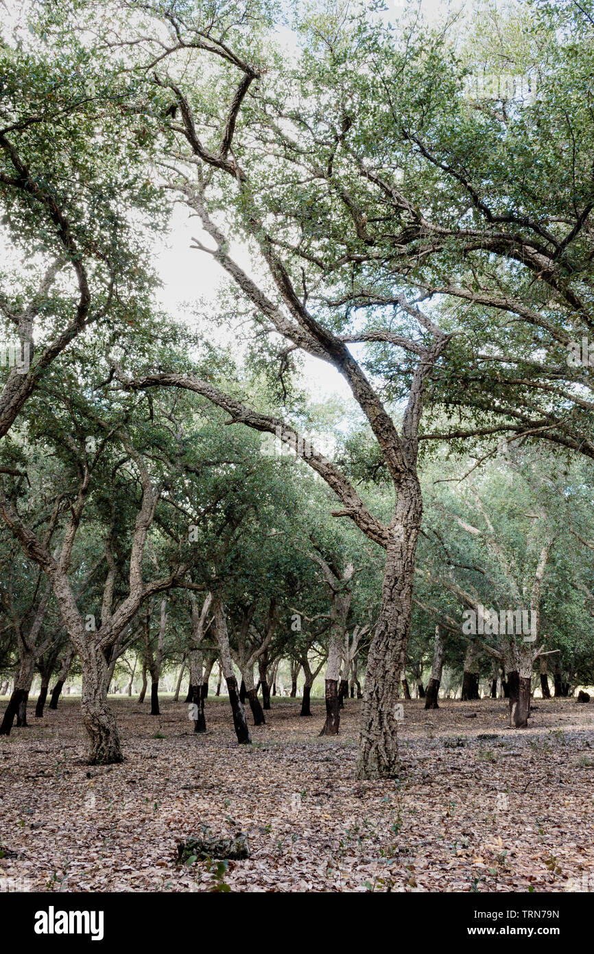 A special looking Cork Oak at Cork Oaks Plantation, Canberra, Australia ...
