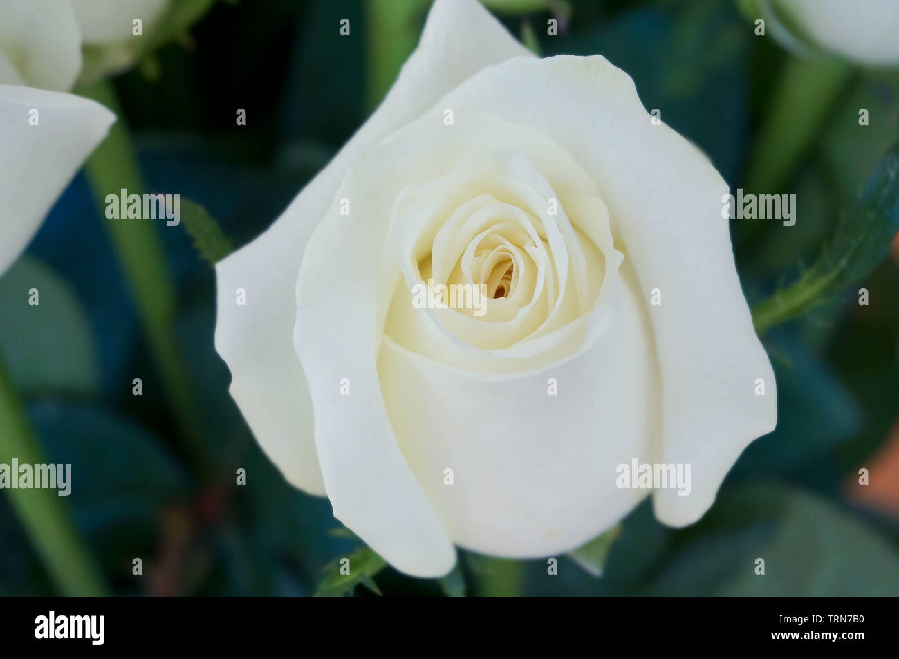 White rose flower bud close up Stock Photo - Alamy
