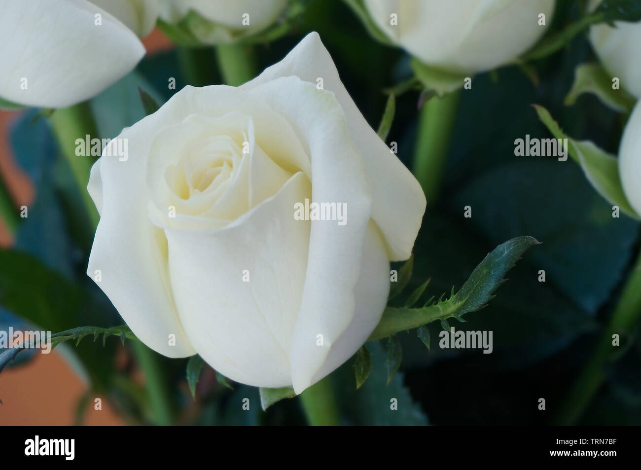 White rose flower bud close up Stock Photo - Alamy