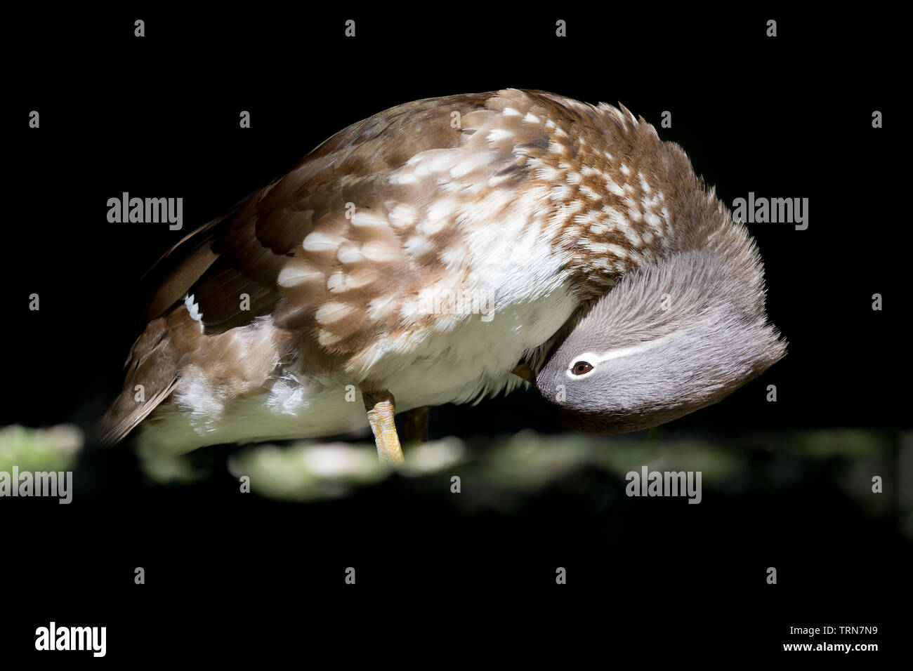 Mandarin duck nest hi-res stock photography and images - Alamy