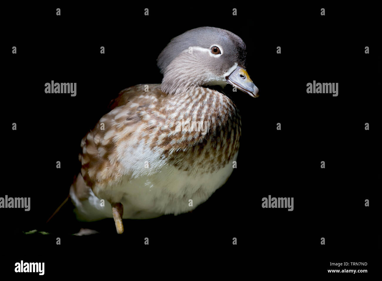 Mandarin duck nest hi-res stock photography and images - Alamy