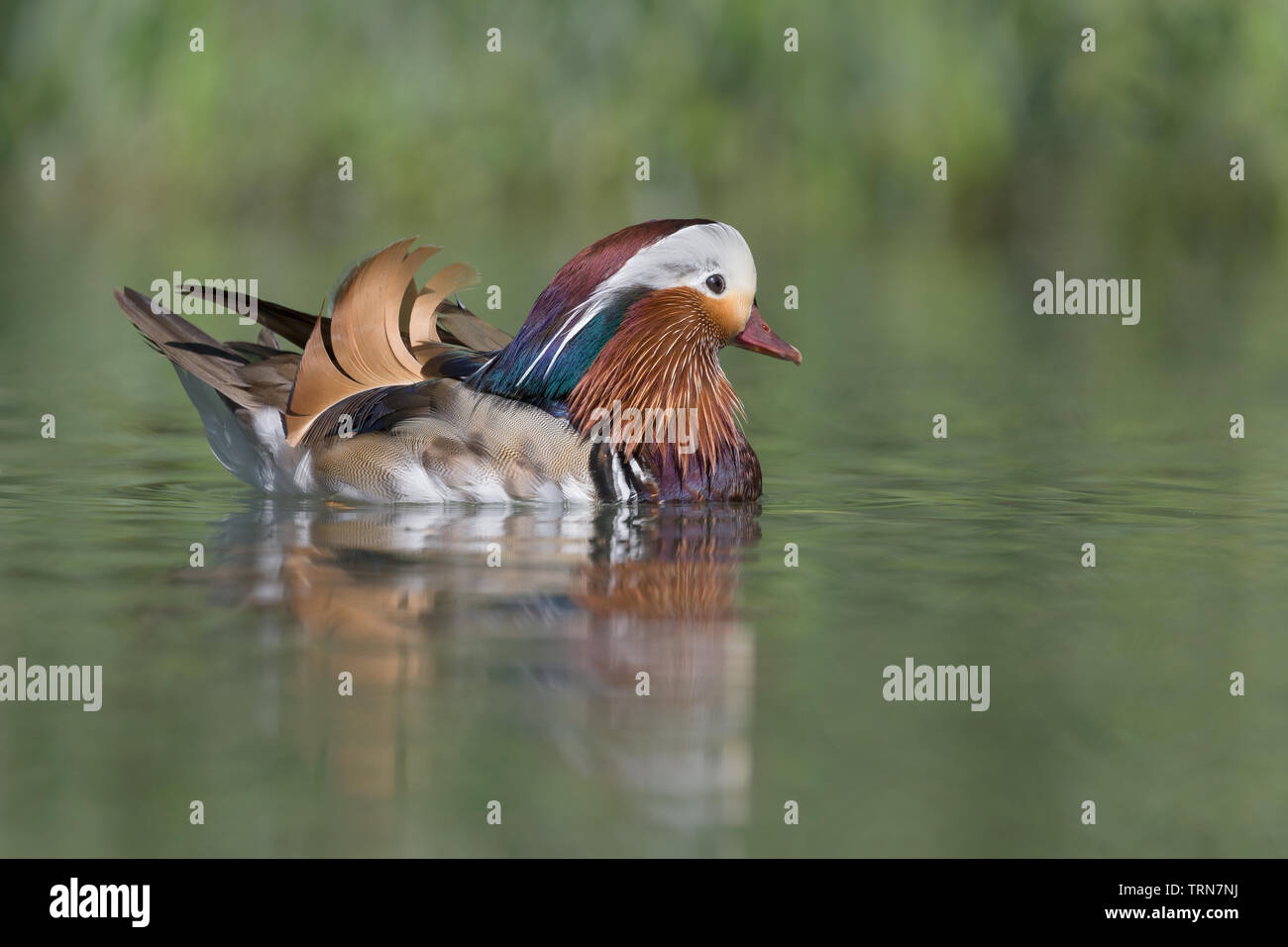 The beautiful mandarin duck (Aix galericulata Stock Photo - Alamy